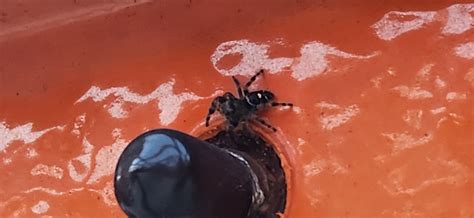 Northern New York R Whatisthisbug