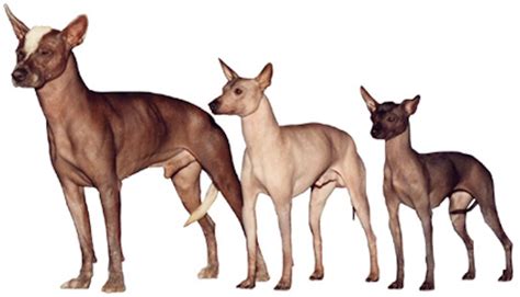 Xoloitzcuintli Miniatura