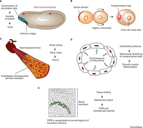 Coordination Of Morphogenesis And Cell Fate Specification In