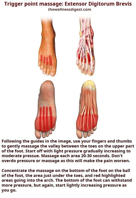 Extensor Digitorum Brevis Muscle Pain In The Top Of The Foot The