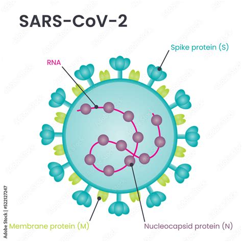 Sars Cov 2 Virus Structure Diagram Stock Vector Adobe Stock