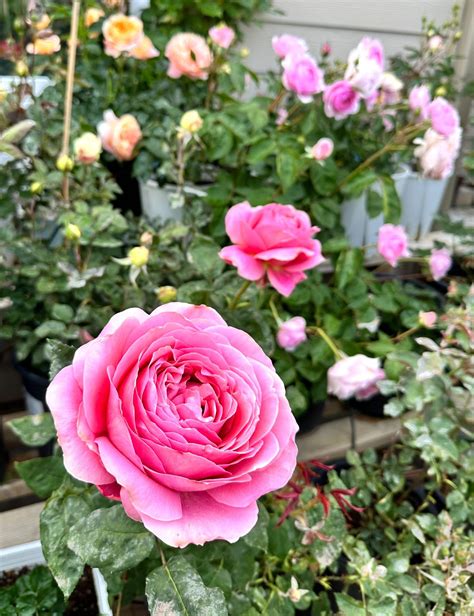 Diy Earthbox Style 5 Gallon Bucket Planters R Containergardening