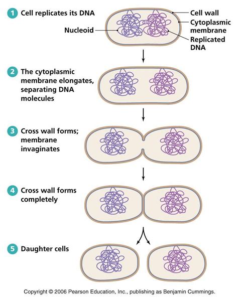 Biology Pictures Binary Fission In Bacteria Prokaryotes Biology