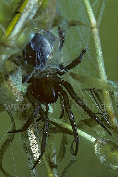 Wasserspinne Argyroneta Aquatica Aus Spinnentiere 1147 Fokus Naturde