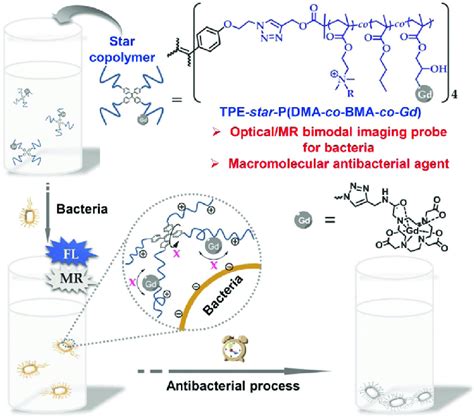 Schematic Illustration Of Fluorometric Magnetic Resonance Mr Bimodal Download Scientific