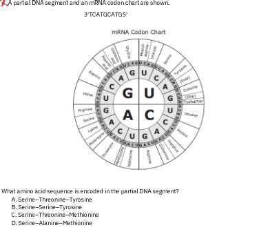 A Partial DNA Segment And An MRNA Codonchart Are Shown TCATGCATG What Amino Acid Sequence