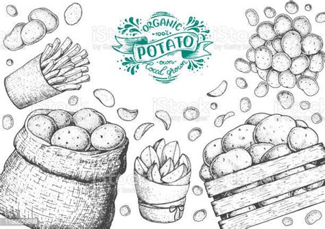 감자 벡터 일러스트입니다 상자와 감자의 가방 프렌치 프라이 소박한 감자와 칩 손으로 그린 새겨진 스타일 프레임 감자 칩에 대한 스톡 벡터 아트 및 기타 이미지 Istock