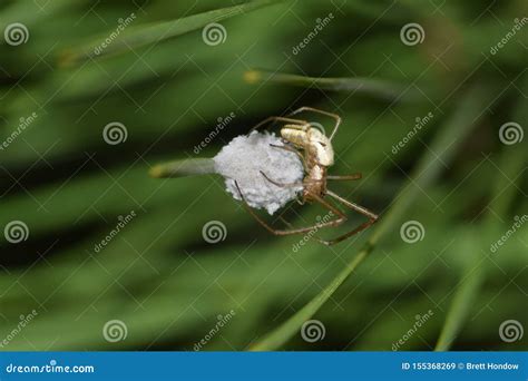 Longjawed Orb Weaver Spider With Egg Sac Stock Image Image Of Macro