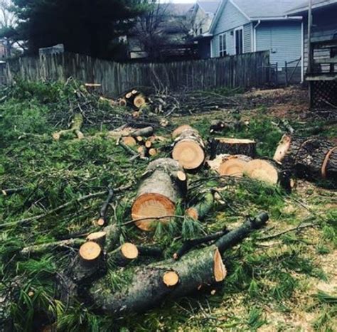 Tree Trimming Pruning Anthonys Lawn Care Tree Removal Landscaping