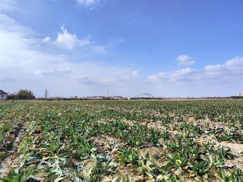 作物所科技人员赴浦东开展基地考察与技术指导科技服务新闻中心上海市农业科学院