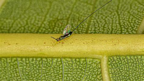 Fig Wasp Are There Dead Wasps In My Figs Complete Guide