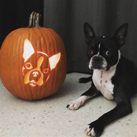 Boston Terrier Pumpkin Carving Template Employee Onboarding Template