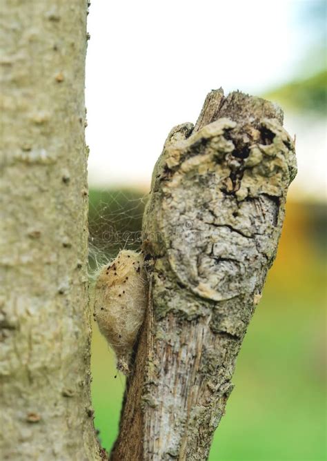 Insect Nests Stock Image Image Of Danger Ecology Jacket 85589331
