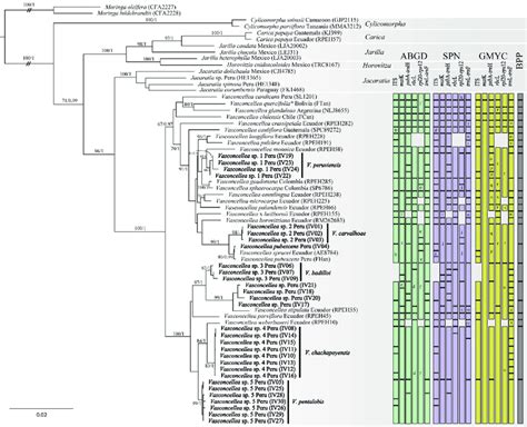 Phylogenetic Tree Based On Maximum Likelihood Inference Of Combined Download Scientific Diagram