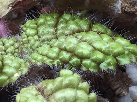 Gesneriaceae Sp Bumpy Leaf For Sale Happyforeststore