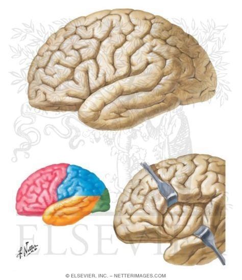 Anatomía Cerebral De Netter Netters Neurology 2e 9781437702736