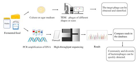 Phage Detection Flow Chart It Shows That Culture Based And