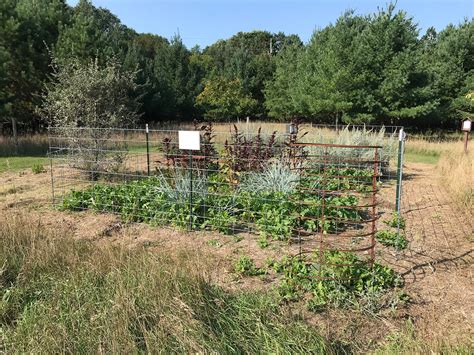 Protecting Plants From Deer UMN Extension