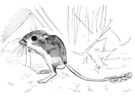 Kangaroo Rat Drawing At PaintingValley Com Explore Collection Of Kangaroo Rat Drawing