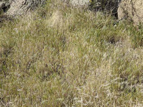 Cheatgrass Bromus Tectorum Botanical Realm
