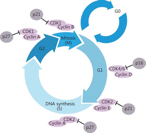 Cell Cycle Cyclin