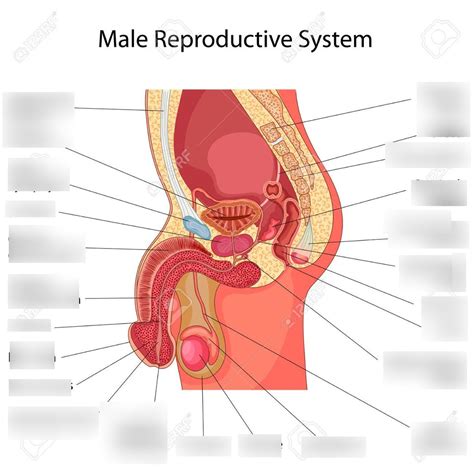 Biology Male Reproductive System Diagram Quizlet