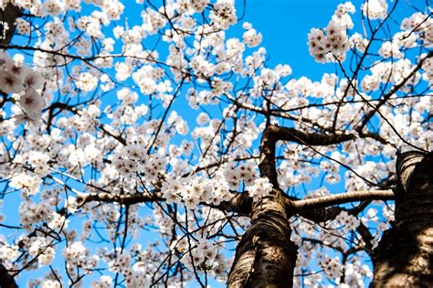 D700 봄 벚꽃 Pixabay의 무료 사진 Pixabay