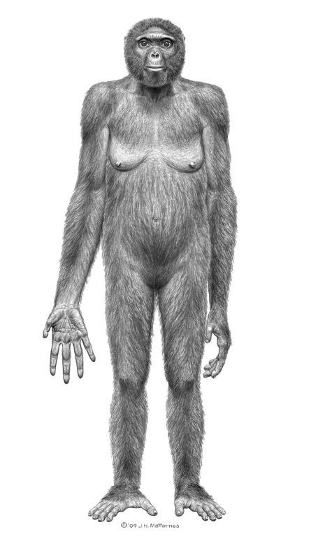 Ardipithecus Fossils