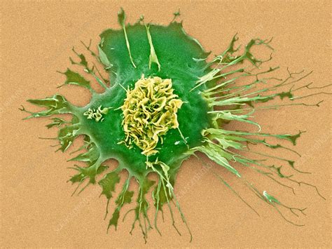 Human Dendritic Cell Sem Stock Image C036 9659 Science Photo Library