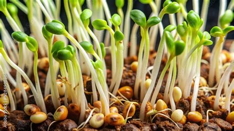 Microscopic View Of Canola Seeds Sprouting Showcasing Early Stages Of