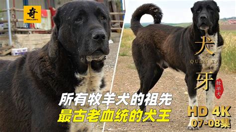 大型紀錄片犬牙第07 08集所有牧羊犬的祖先最古老血統的犬王體型最大的牧羊犬四大犬王合集 YouTube
