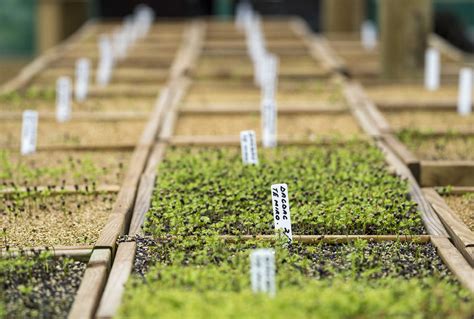 Restore Native Waikato Business News