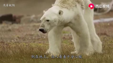 一头瘦骨嶙峋的北极熊却不让给它喂食这是为啥 YouTube