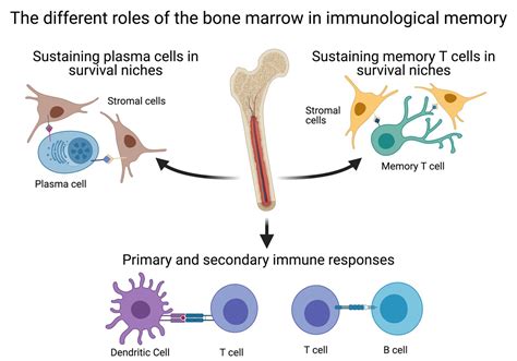 Memory T Cells Cartoon