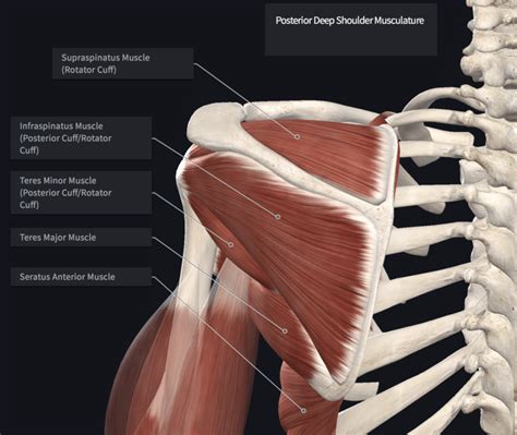 Shoulder Muscles Posterior And Anterior