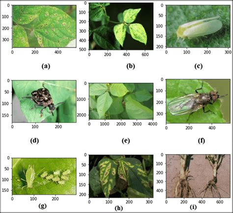 Original Image Data Sample Of The Mung Bean Crop Download