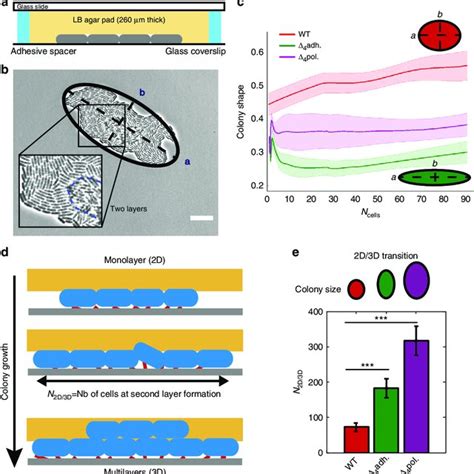 Cellsubstrate Adhesion Dynamics Within The Microcolony A Typical Download Scientific Diagram