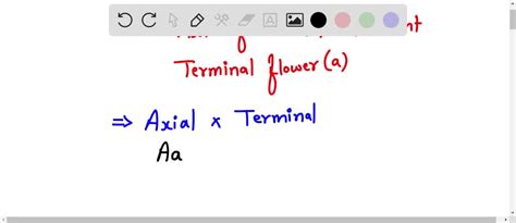 SOLVED Drag Each Label To The Correct Location On The Punnett Square The Punnett Square