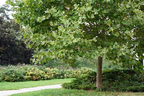 Sycamore Tree Plant Care And Growing Guide