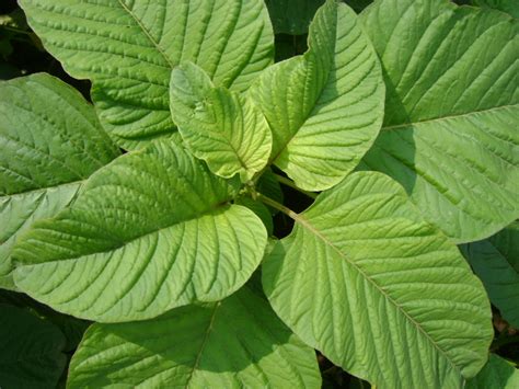 Amaranthus Dubious Indigenous Veggies Agroduka Limited