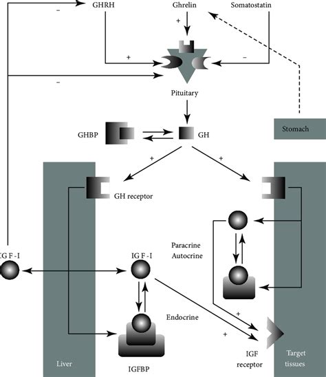 Physiology Of The Gh Igf Igfbp Axis Adapted From Holt 44 Download