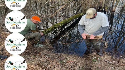Alabama Trapping Setting A 330 Body Grip Beaver Trap Youtube