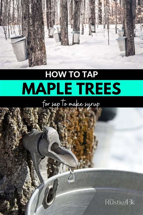 How To Tap A Maple Tree The Rustic Elk