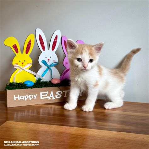 Alvina Narayan Photography 💙 Found In Northmead Available For Adoption 15 02 2018 If Not