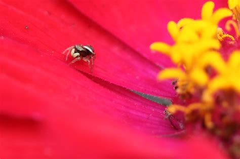 Mini Spider Astuces Pour Intégrer Les Plantes Bio à Son Jardin Son
