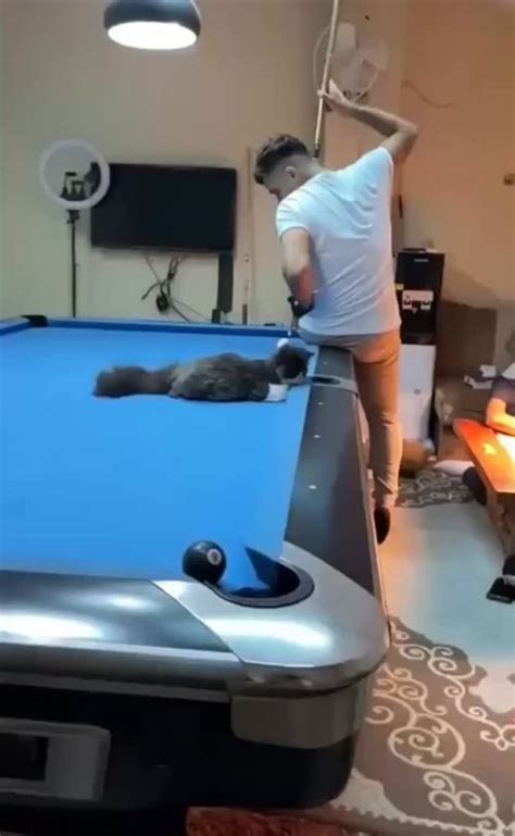 Cat Professional At Pool Via Tumbex