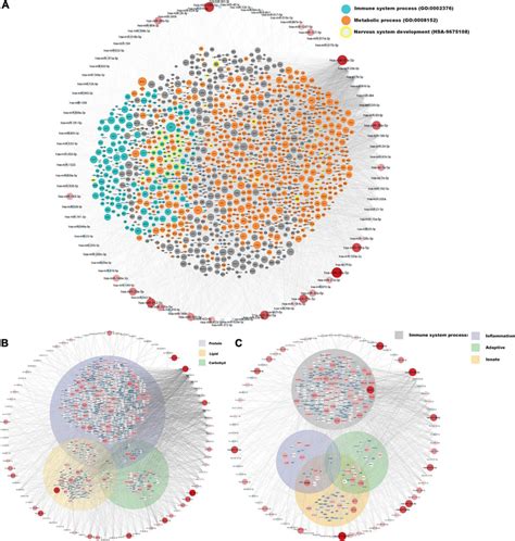 Mirna And Protein Expressions Annotated To Immune System And Metabolic