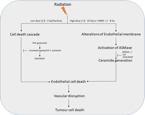 Figure 1 From Application Of Ultrasound Combined With Microbubbles For Cancer Therapy Semantic