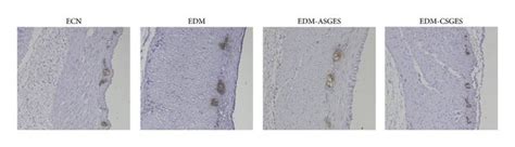 Immunohistochemical Staining Of S100b In The Enteric Plexus Of Stomach
