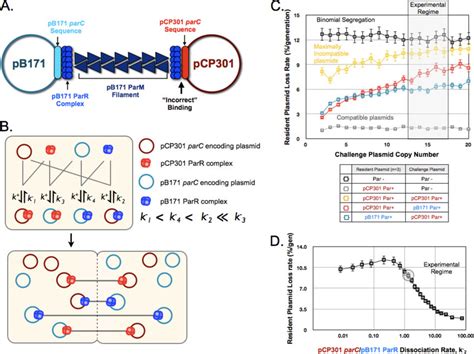 A Mixed Filament Model Can Explain Plasmid Partition Incompatibility Download Scientific